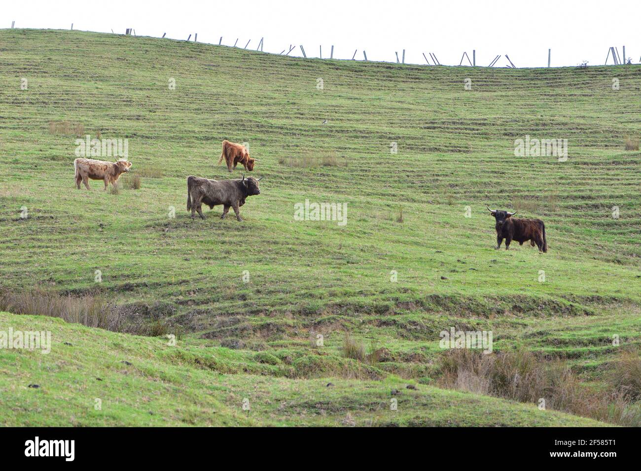 Furry bulls with horns grazing paddock with steep slope fenced by wire ...