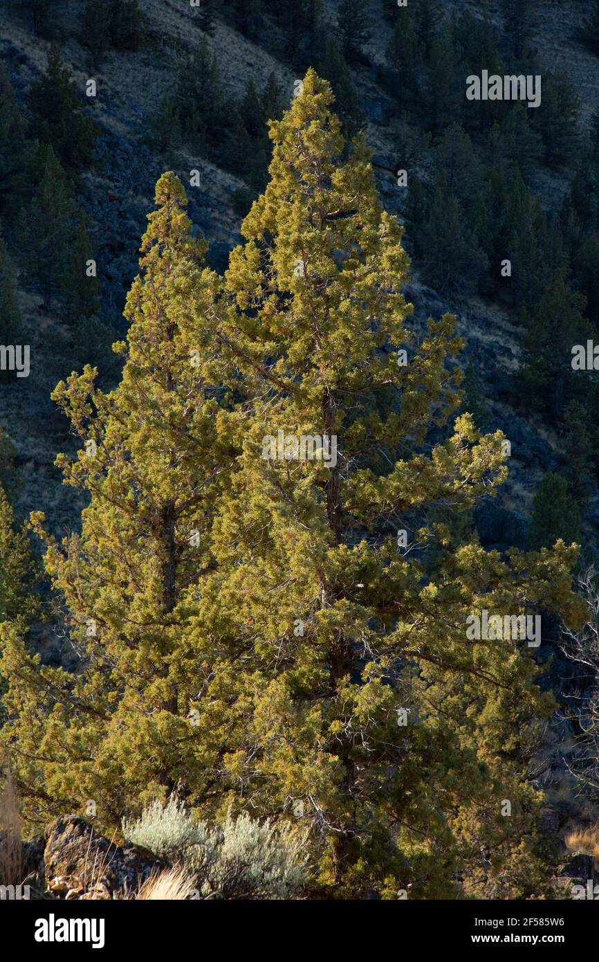 Western juniper (Juniperus occidentalis) along Tam-a-Lau Trail, Cove ...