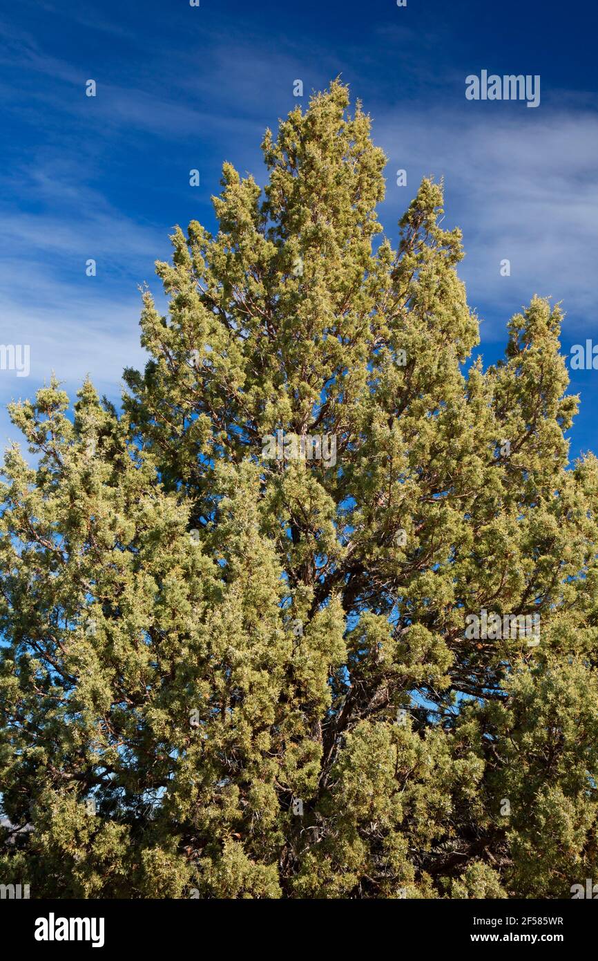 Western juniper (Juniperus occidentalis) along Tam-a-Lau Trail, Cove ...