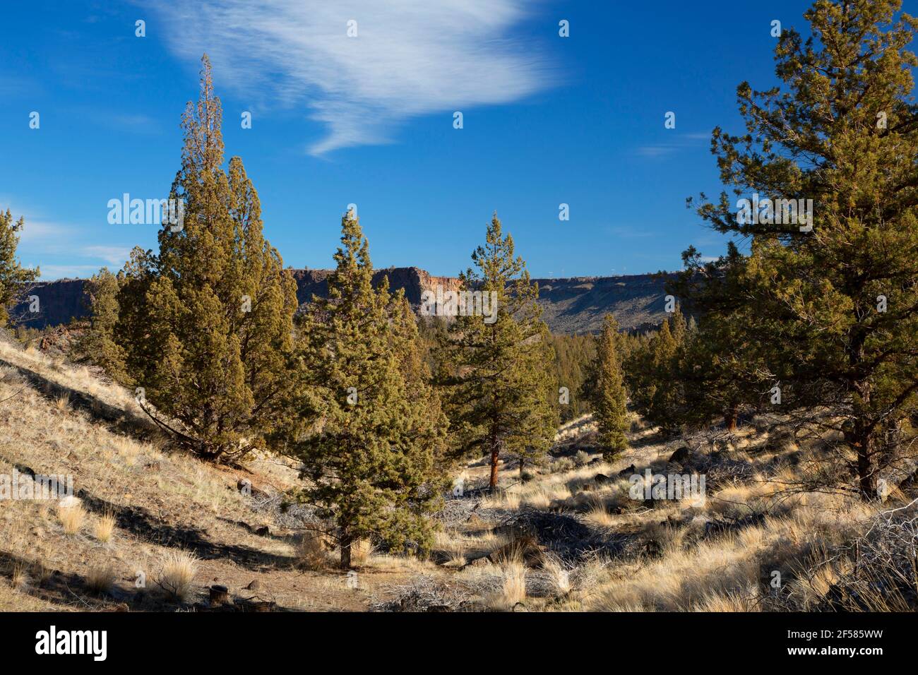 Western juniper (Juniperus occidentalis) high desert along Tam-a-Lau ...