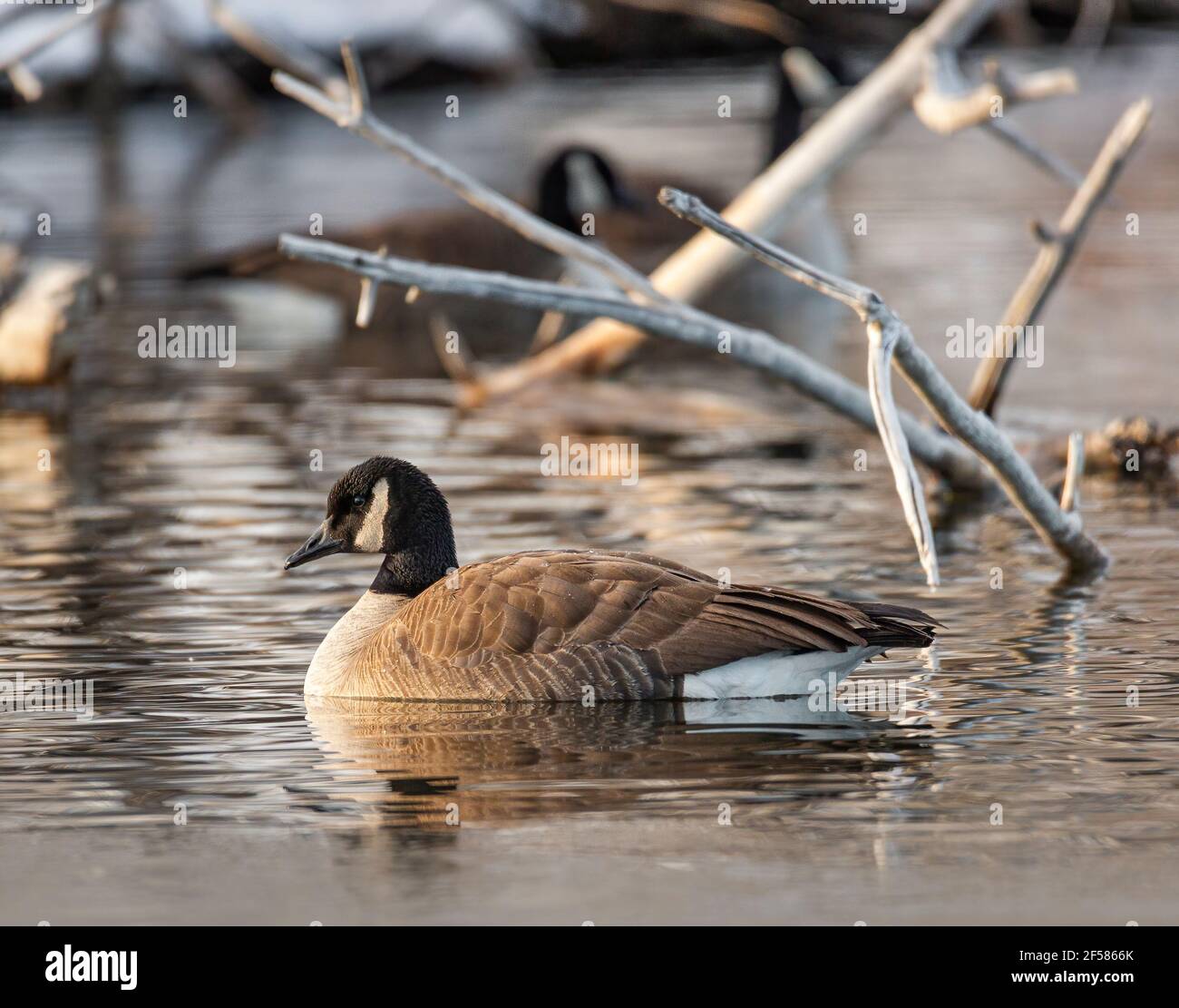 Floating canada goose hi-res stock photography and images - Alamy