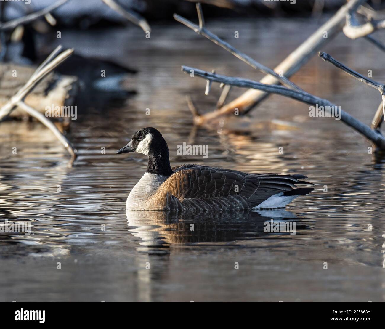 Canada geese floating in hi-res stock photography and images - Alamy