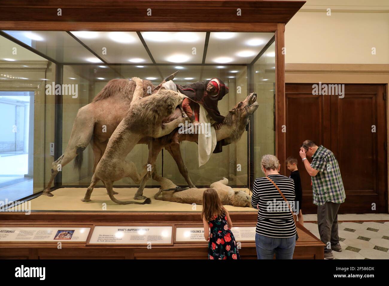 Lion museum natural history diorama hi-res stock photography and images ...