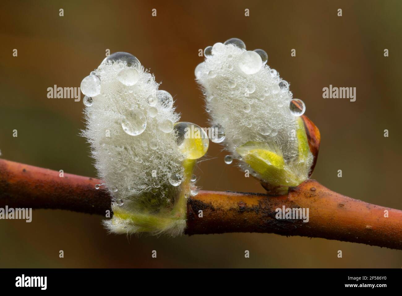 Pussy willow, EE Wilson Wildlife Area, Oregon Stock Photo - Alamy