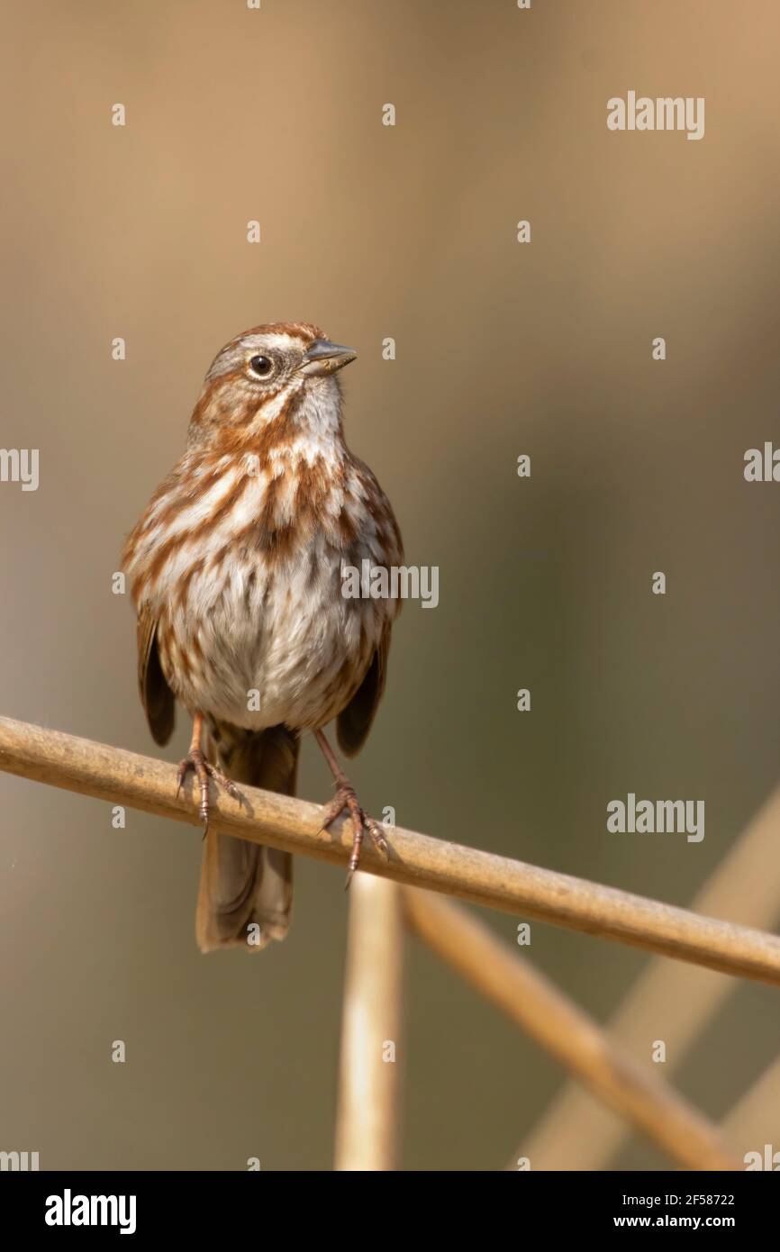 Talking water gardens oregon hi-res stock photography and images - Alamy