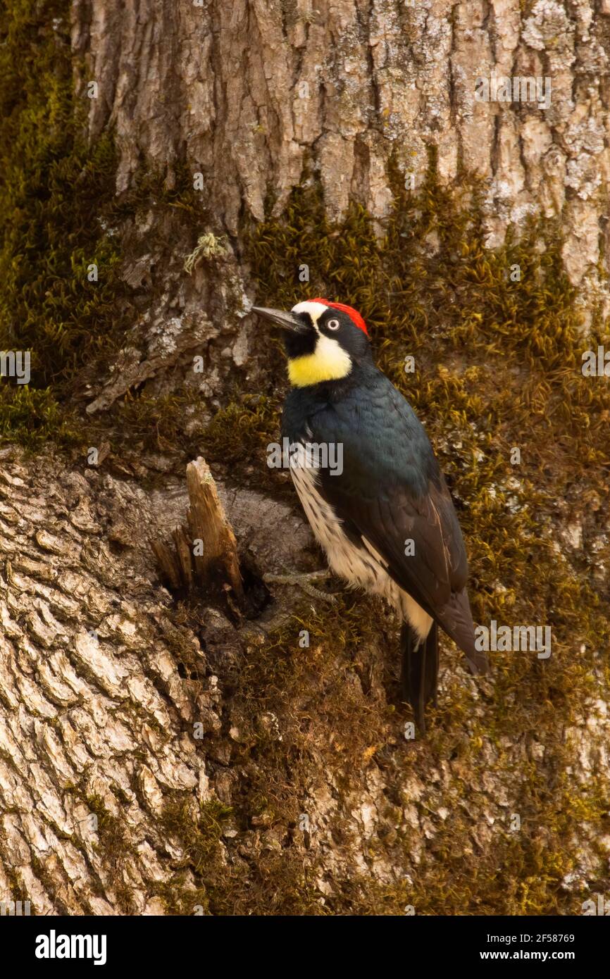 Acorn woodpecker (Melanerpes formicivorus), Talking Water Gardens ...