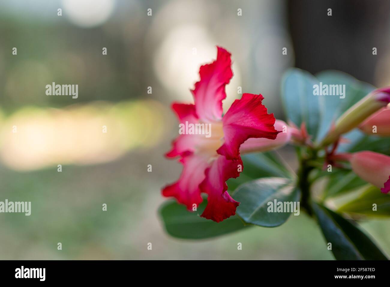 Closeup red desert rose hi-res stock photography and images - Alamy