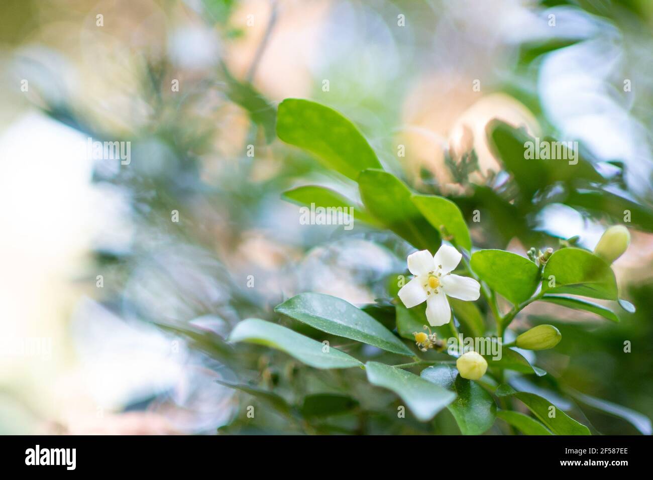 White flower, Orange Jessamine (Murraya paniculata), Satinwood ...