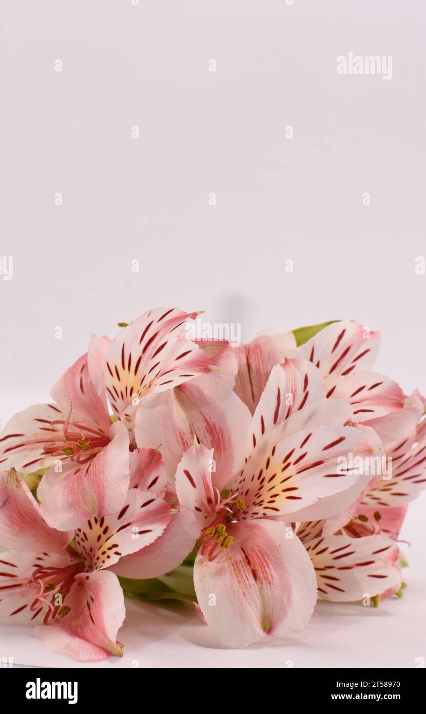 Astromelias hi-res stock photography and images - Alamy