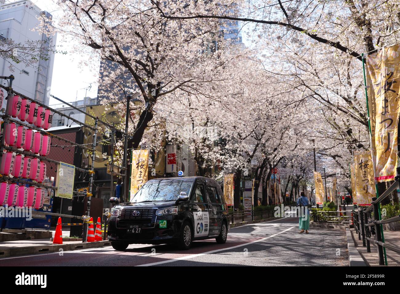 Tokyo, Japan. 24th Mar, 2021. A car rides underneath blooming Sakura ...
