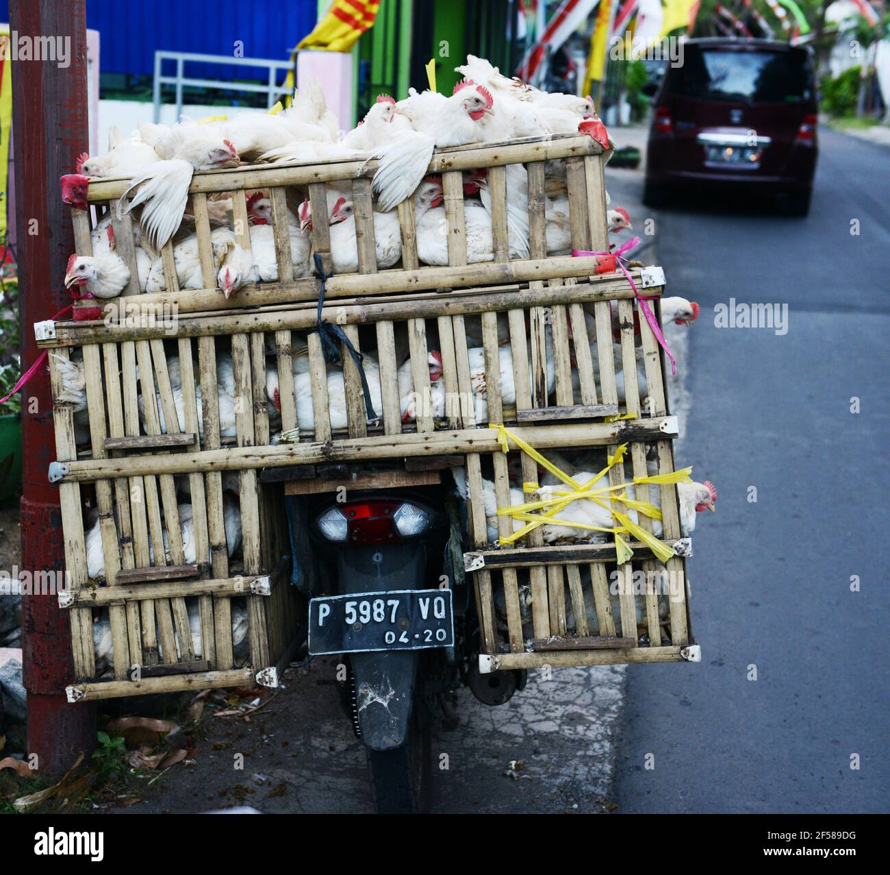 Chickens on motorbike hi-res stock photography and images - Alamy