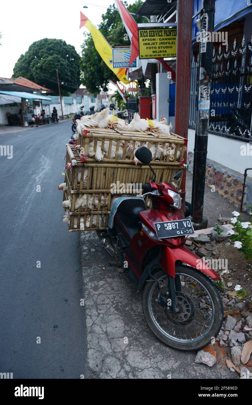 Carrying chickens hi-res stock photography and images - Alamy