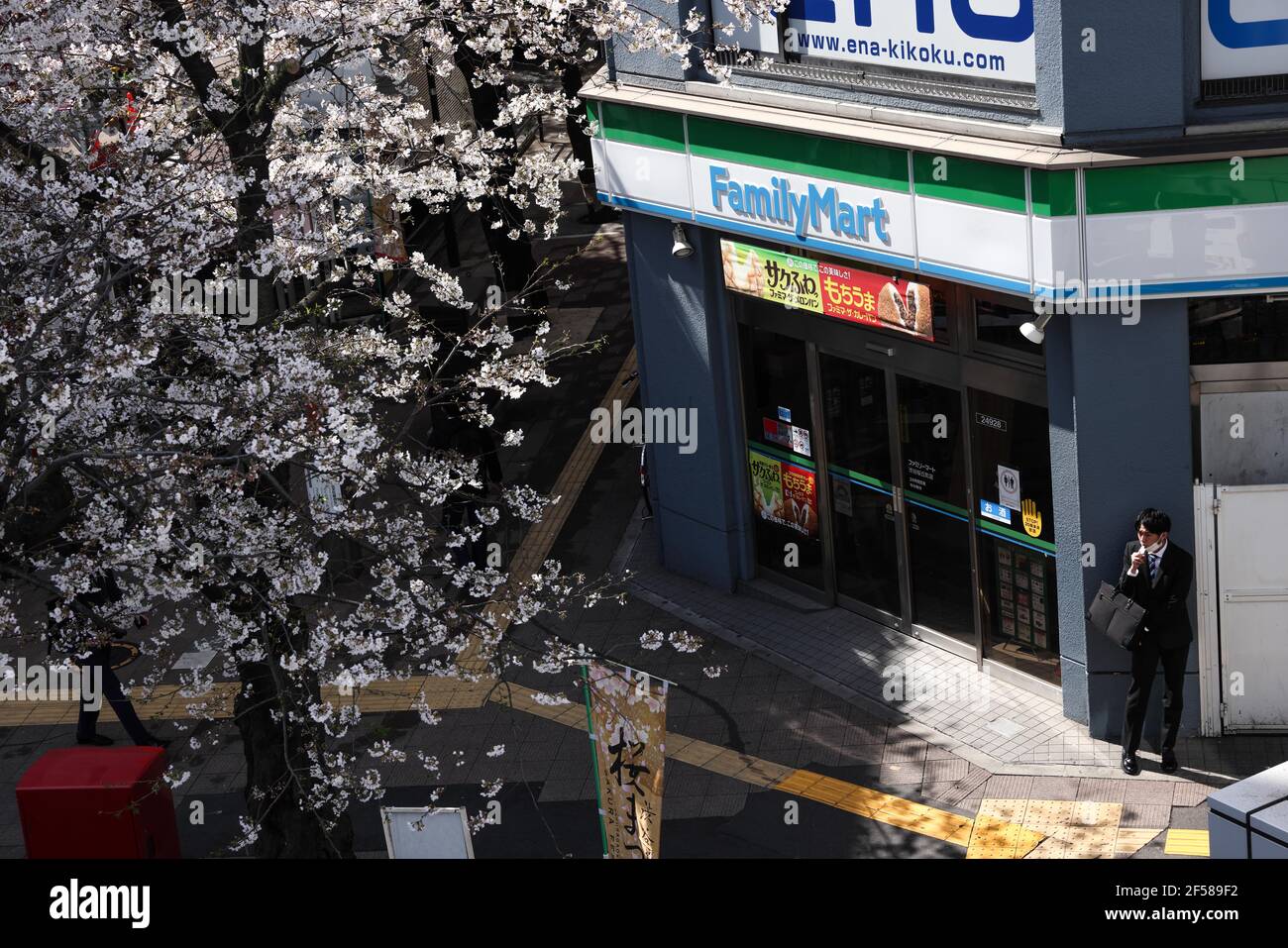 Japanese business man rests at a convenience store next to a blooming Sakura tree (cherry tree ...