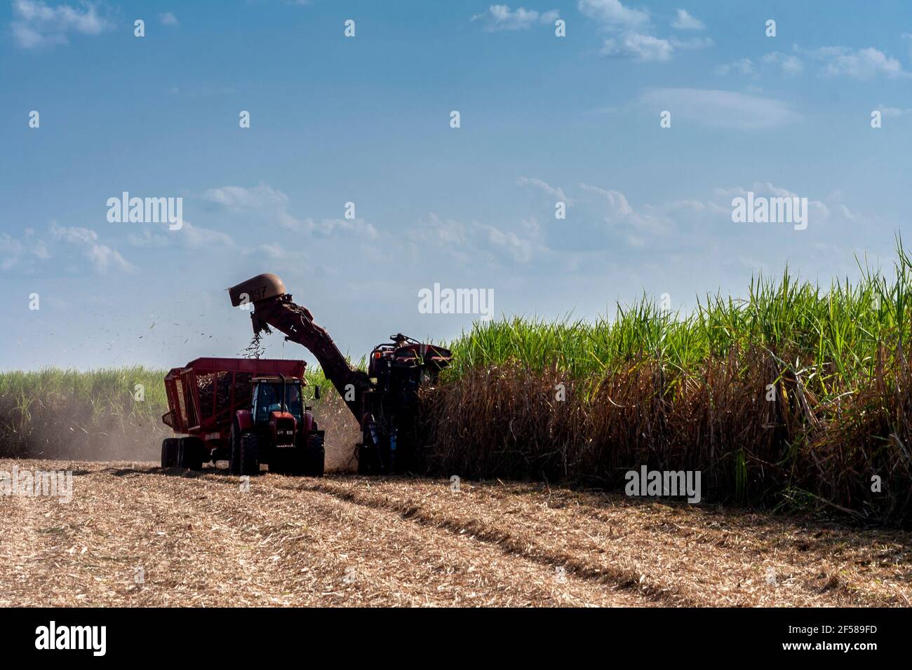 Sugar cane plantation brazil hi-res stock photography and images - Alamy