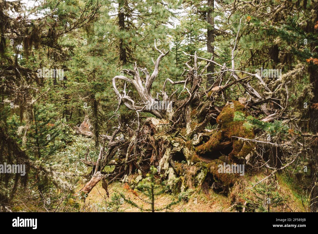 Inverted tree hi-res stock photography and images - Alamy