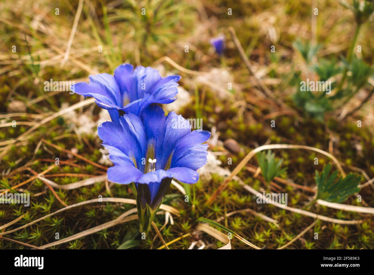 Close-up of blue gentian flowers among grass and moss on a mountainside ...