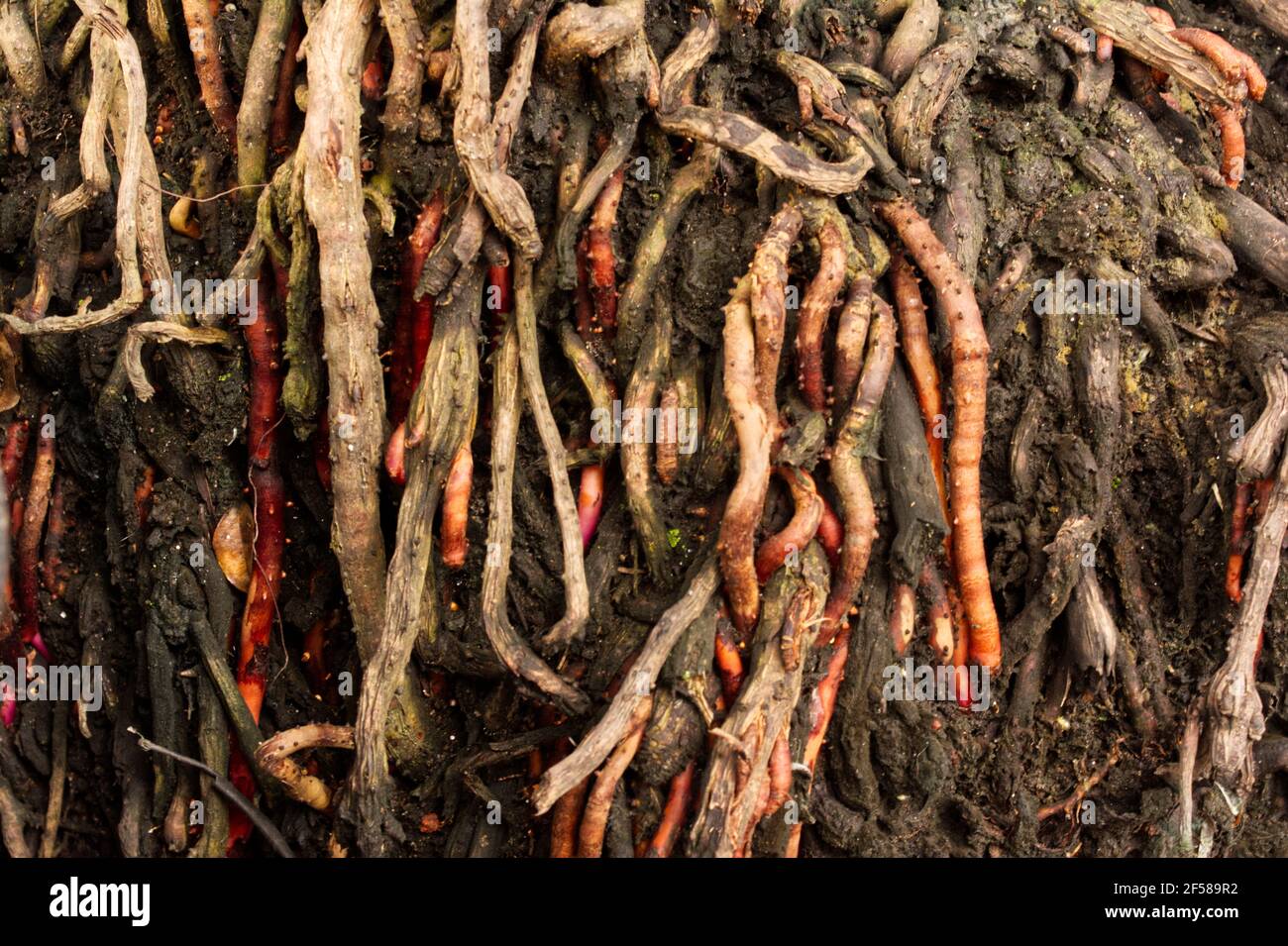 Plant roots texture hi-res stock photography and images - Alamy