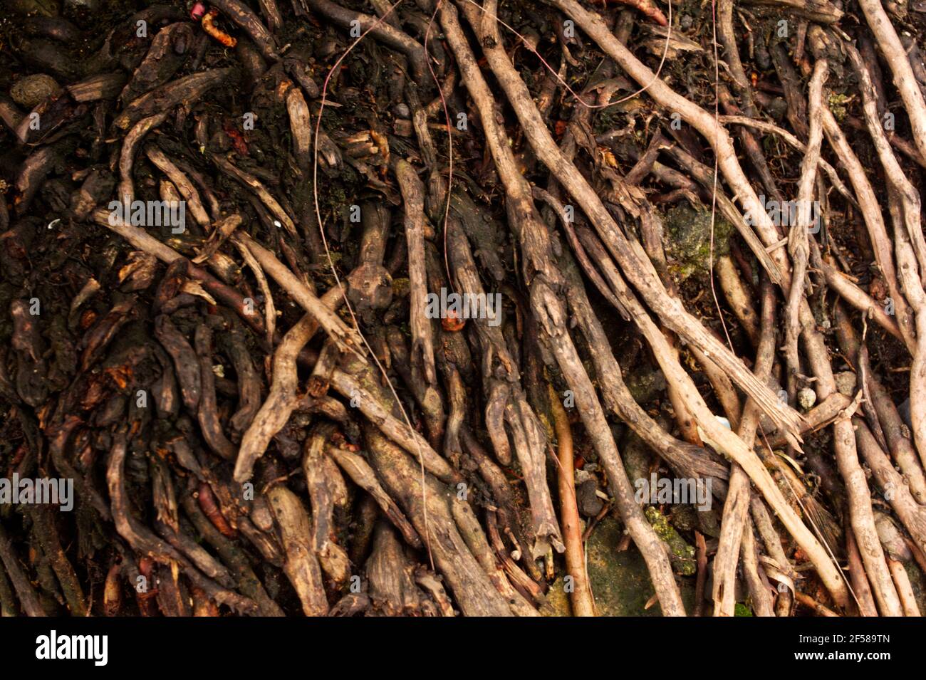 The roots, nature and texture background Stock Photo - Alamy