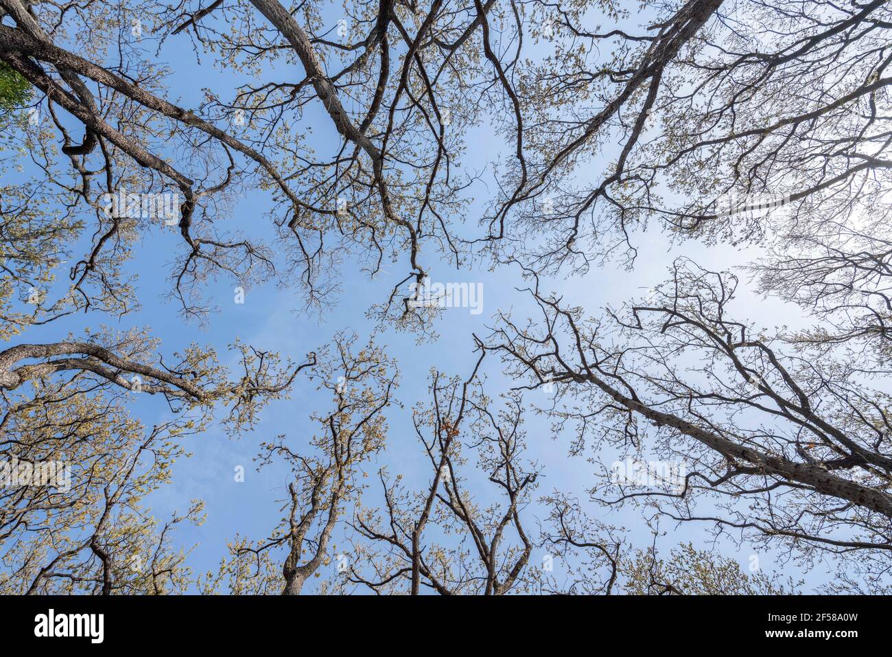 Japanese oak tree leaves quercus hi-res stock photography and images ...