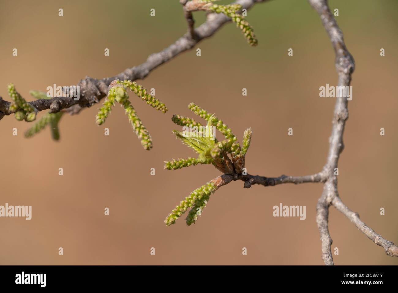 Early spring branch of Quercus acutissima (March 24th, 2021), Isehara ...