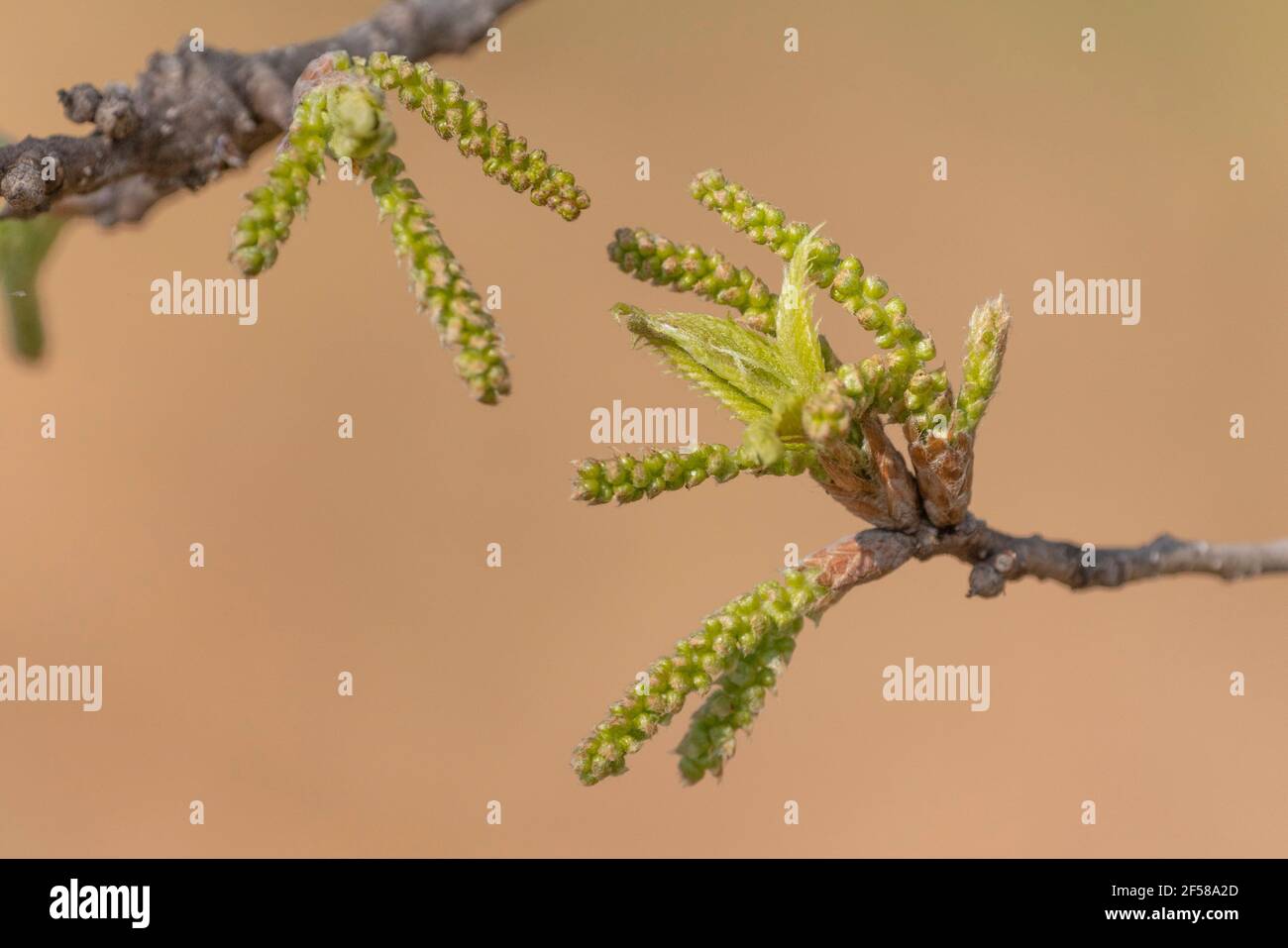 Early spring branch of Quercus acutissima (March 24th, 2021), Isehara ...