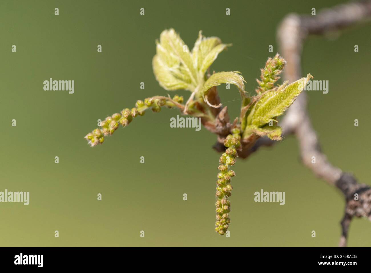 Early spring branch of Quercus acutissima (March 24th, 2021), Isehara ...