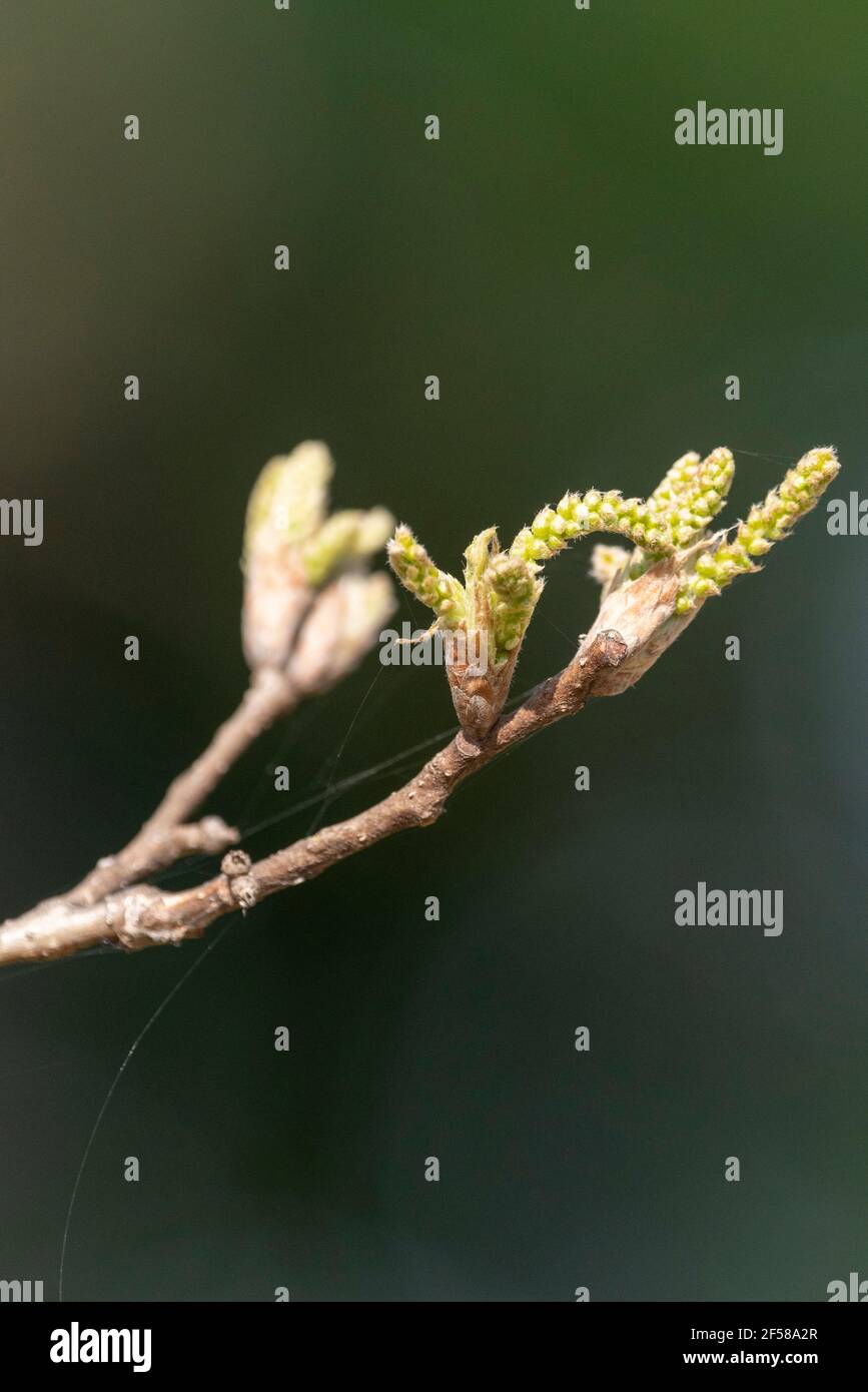 Early spring branch of Quercus acutissima (March 24th, 2021), Isehara ...