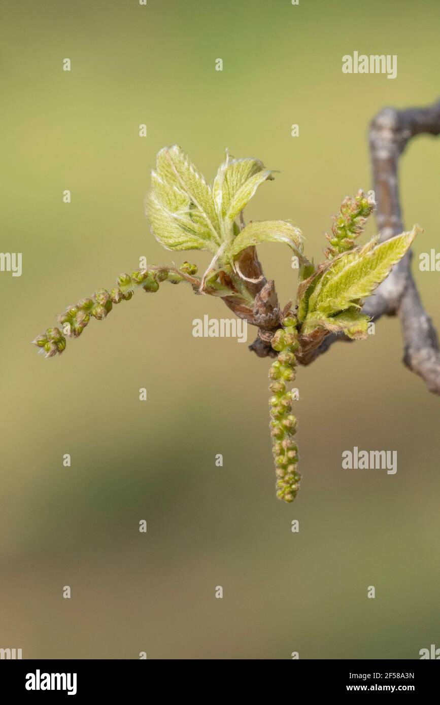 Early spring branch of Quercus acutissima (March 24th, 2021), Isehara ...