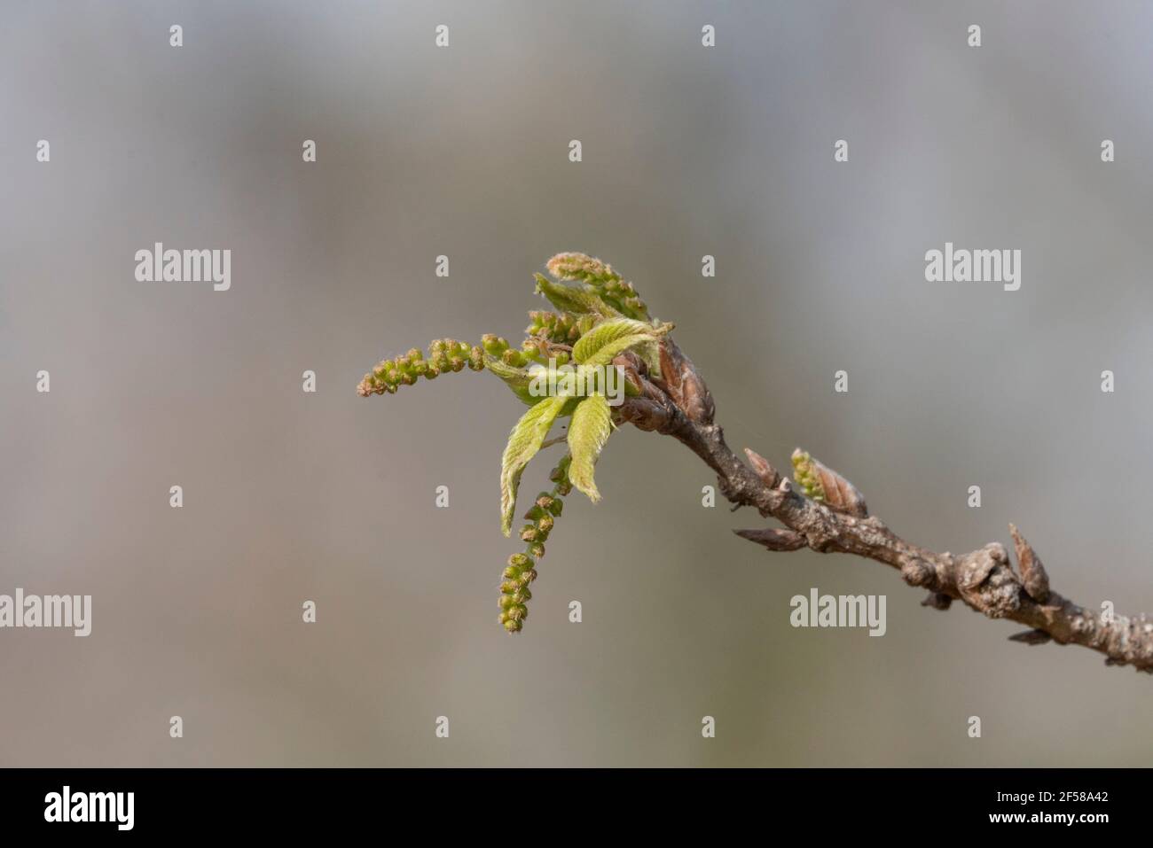Early spring branch of Quercus acutissima (March 24th, 2021), Isehara ...
