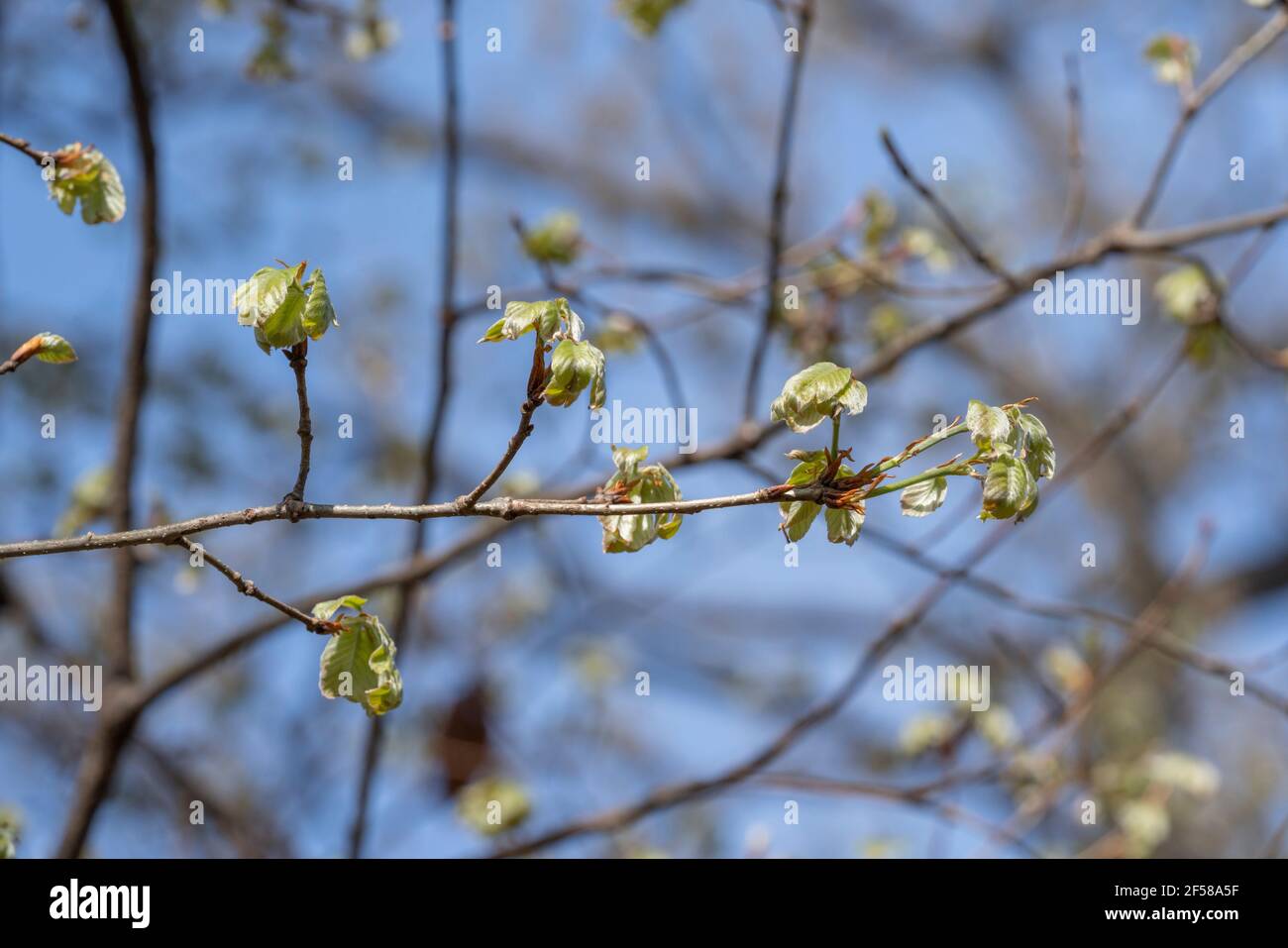 Japanese oak tree leaves quercus hi-res stock photography and images ...
