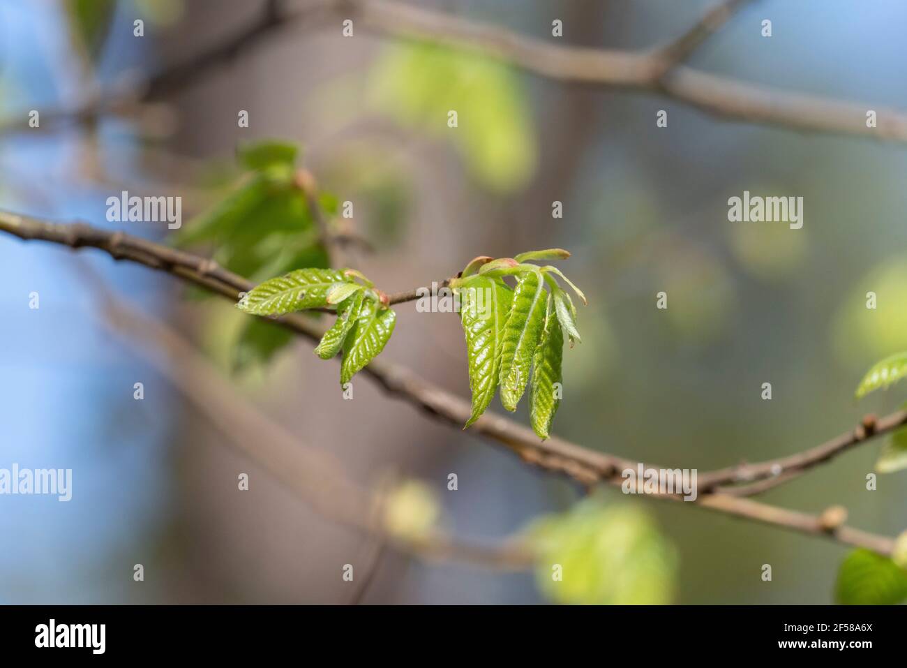Fresh green leaves of Japanese chestnut (March 24th, 2021), Isehara ...