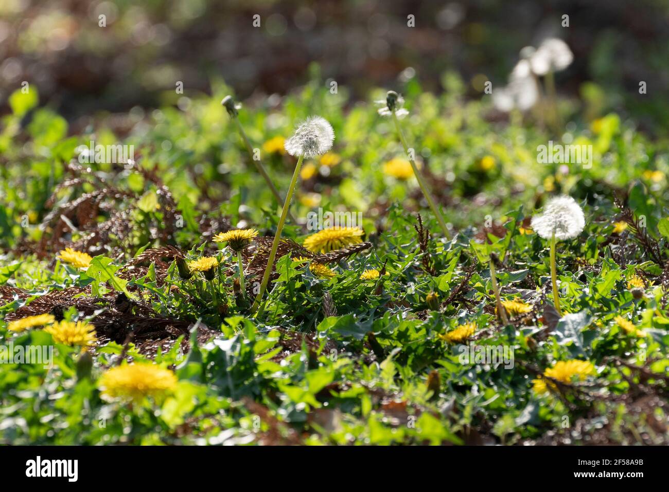 Dandelions (Taraxacum) and fluff, Isehara City, Kanagawa Prefecture ...