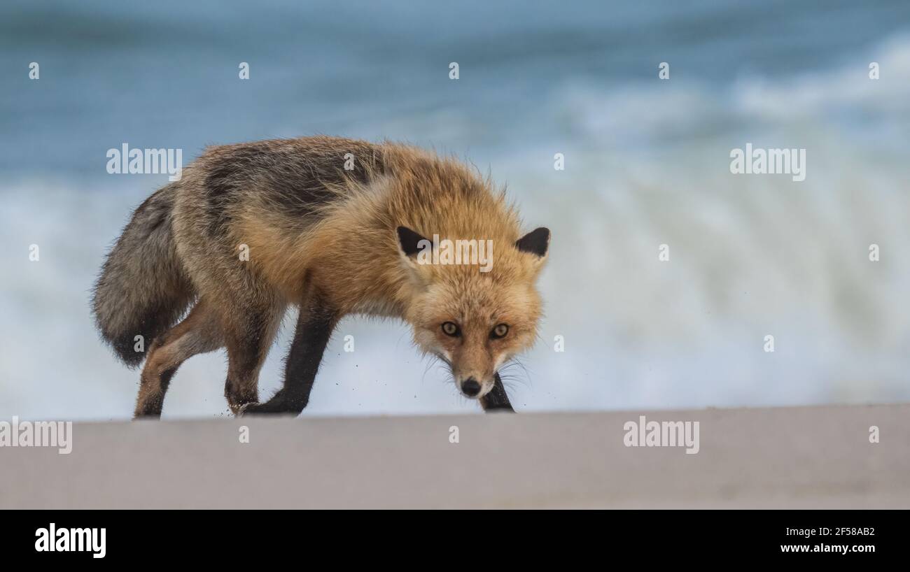 A red fox in New Jersey Stock Photo - Alamy