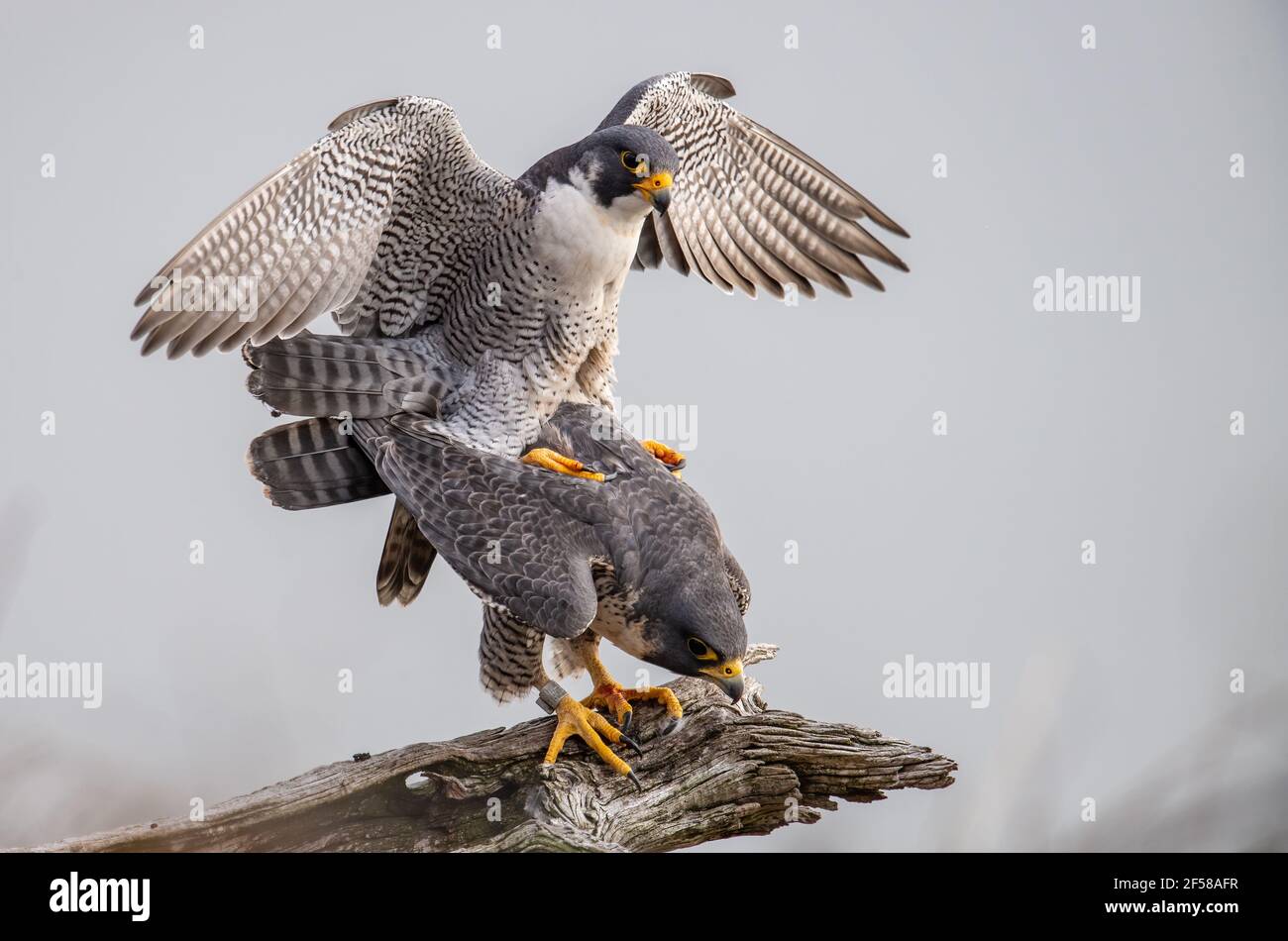 A peregrine falcon photo Stock Photo - Alamy