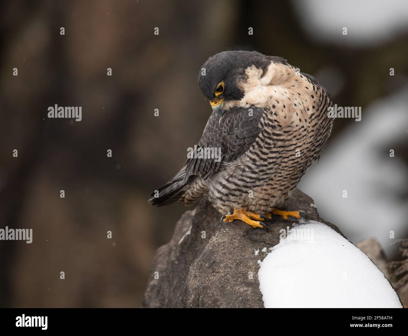 A peregrine falcon photo Stock Photo - Alamy