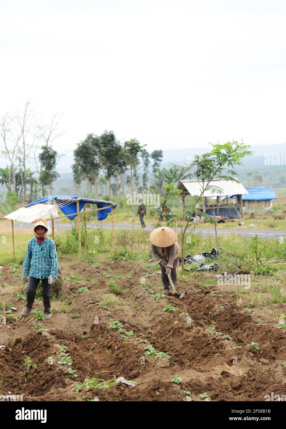 Javanese farmers hi-res stock photography and images - Alamy