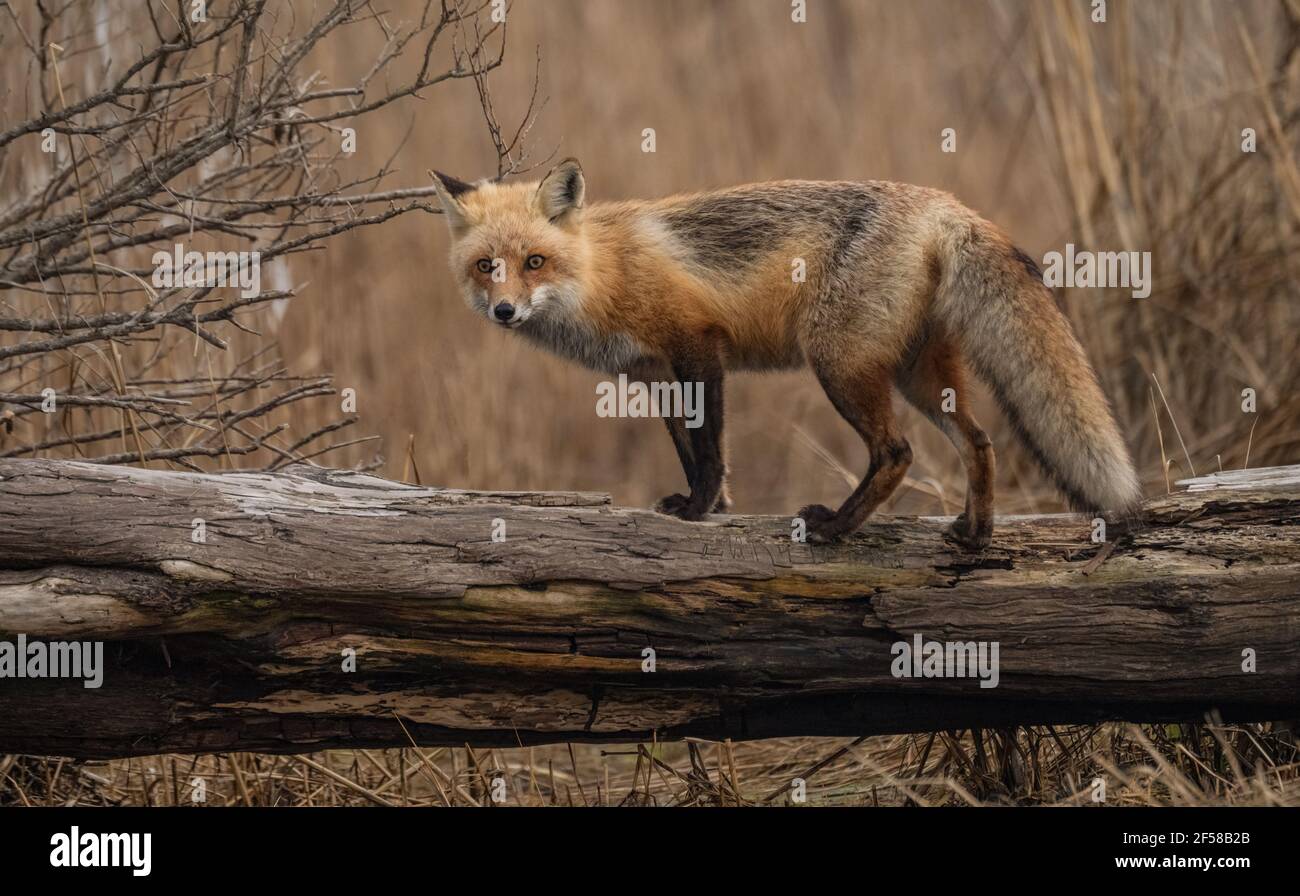 A red fox in New Jersey Stock Photo - Alamy