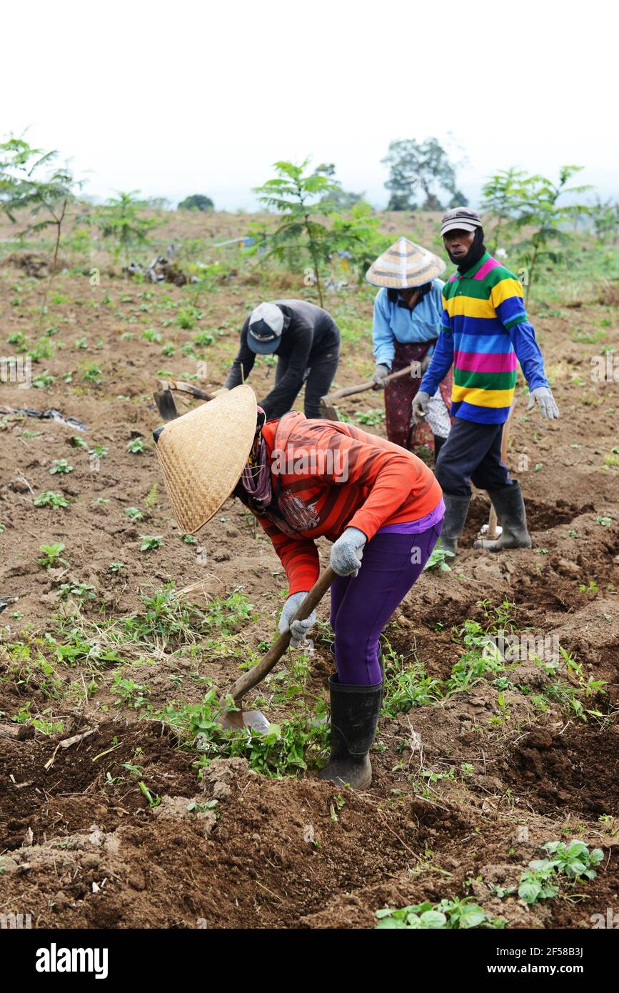 Javanese farmer hi-res stock photography and images - Alamy