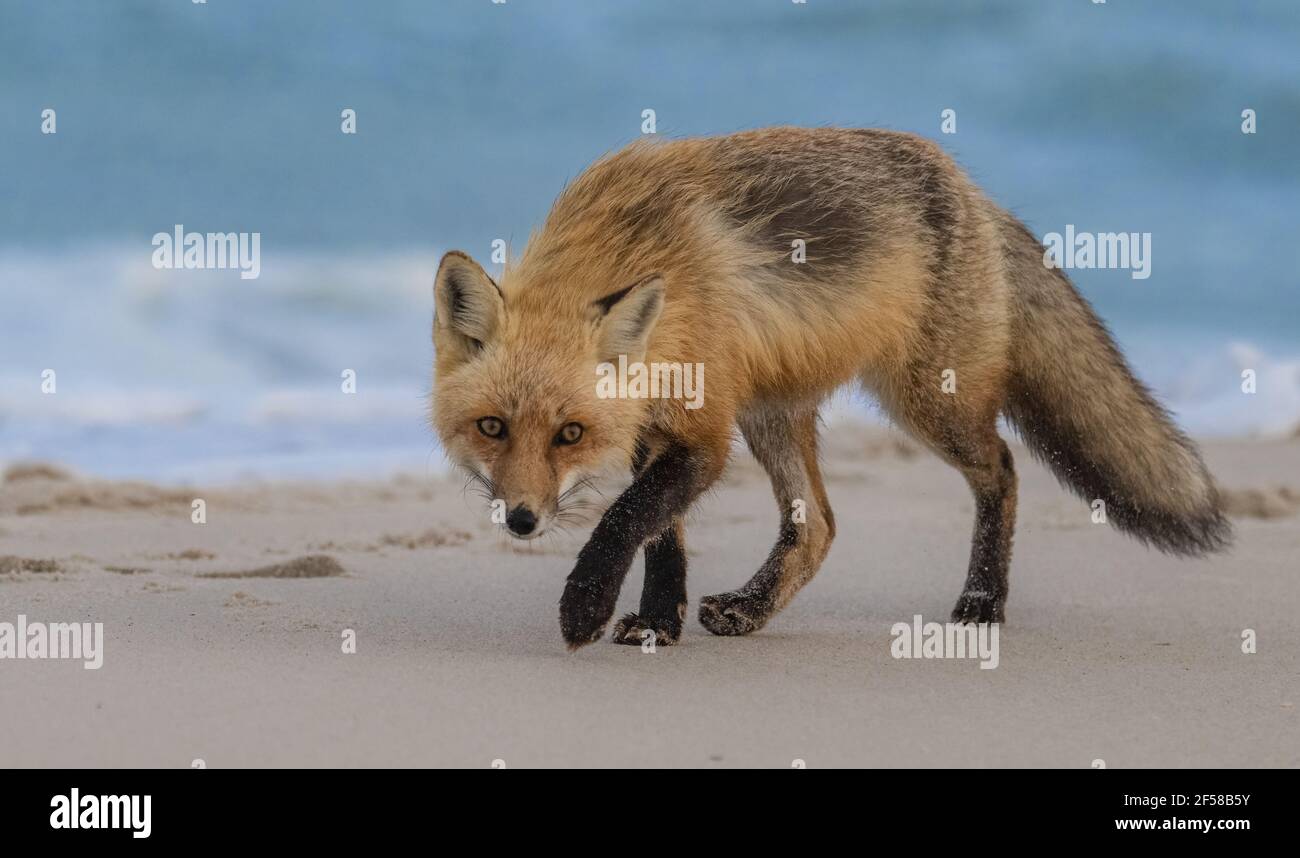 A red fox in New Jersey Stock Photo - Alamy