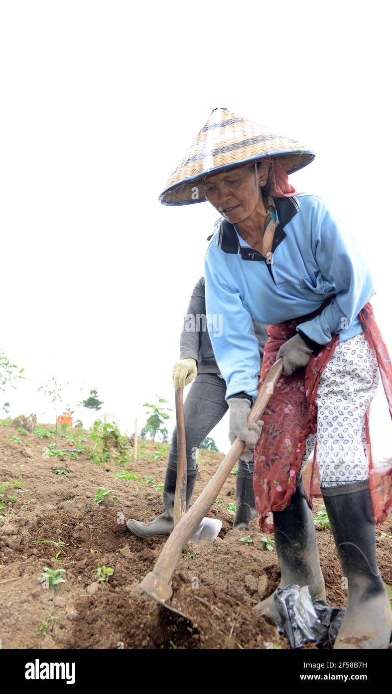 Hat java hi-res stock photography and images - Alamy