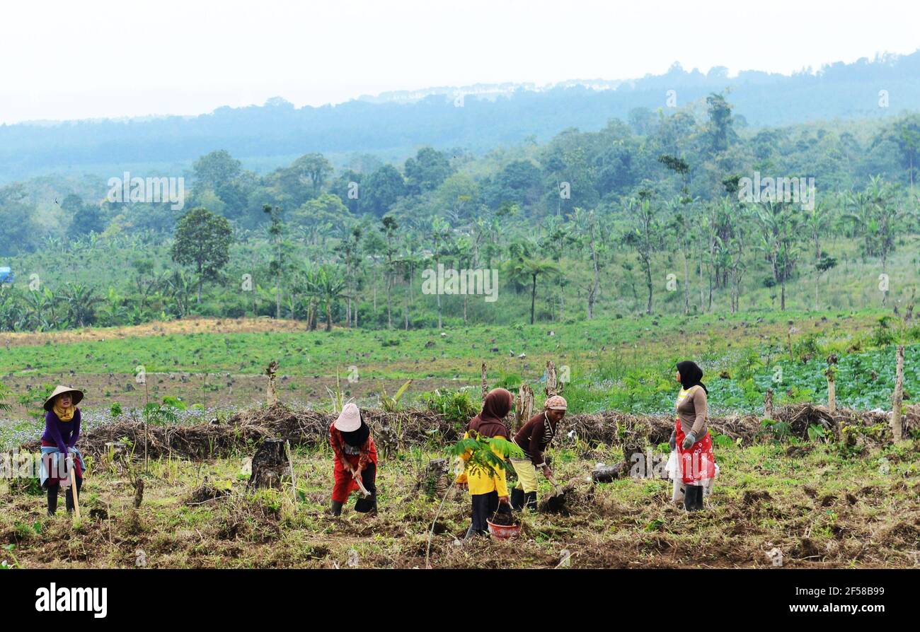 Javanese farmers hi-res stock photography and images - Alamy