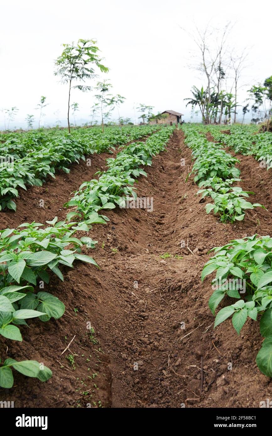 Field crops farm in Eastern Java, Indonesia Stock Photo - Alamy