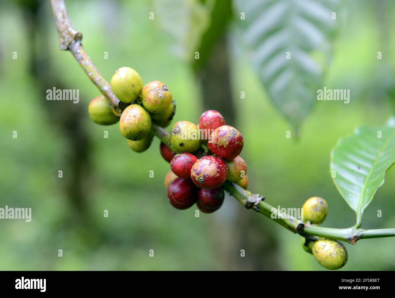 Indonesian berries hi-res stock photography and images - Alamy
