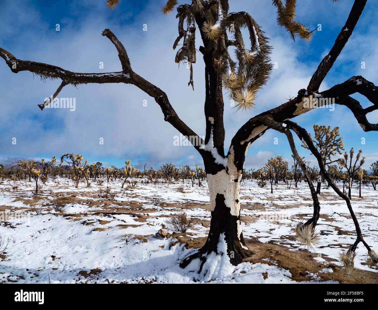 Spring snow storm on the burnt Joshua Trees of Cima Dome, Mojave ...