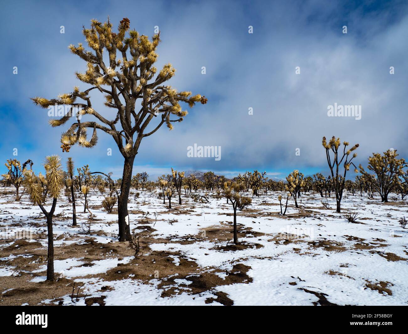 Spring snow storm on the burnt Joshua Trees of Cima Dome, Mojave ...