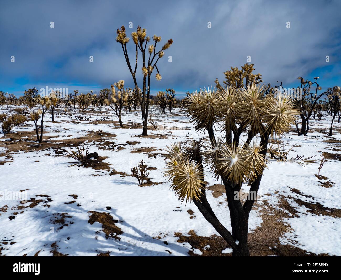 Spring snow storm on the burnt Joshua Trees of Cima Dome, Mojave ...