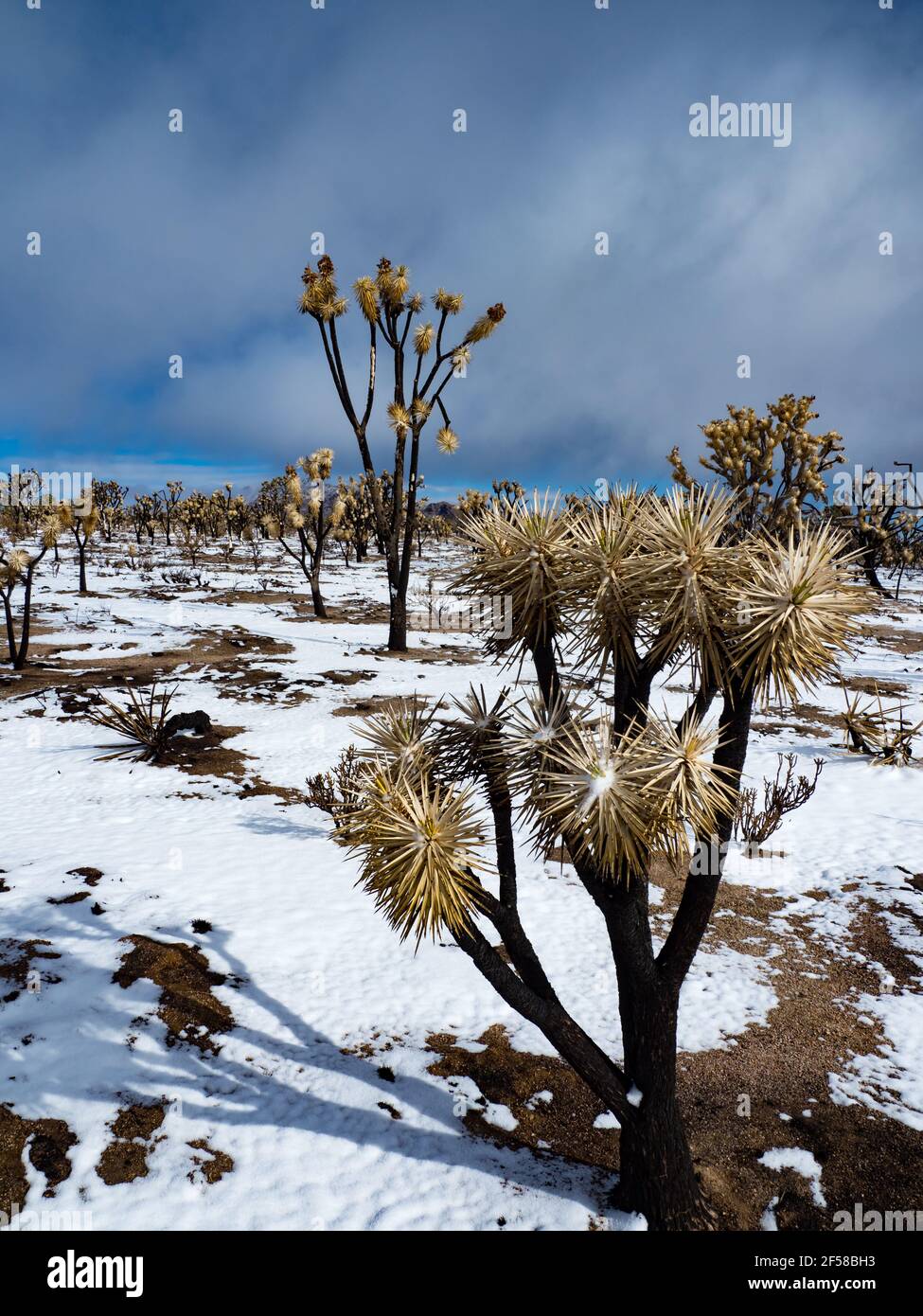 Spring snow storm on the burnt Joshua Trees of Cima Dome, Mojave ...