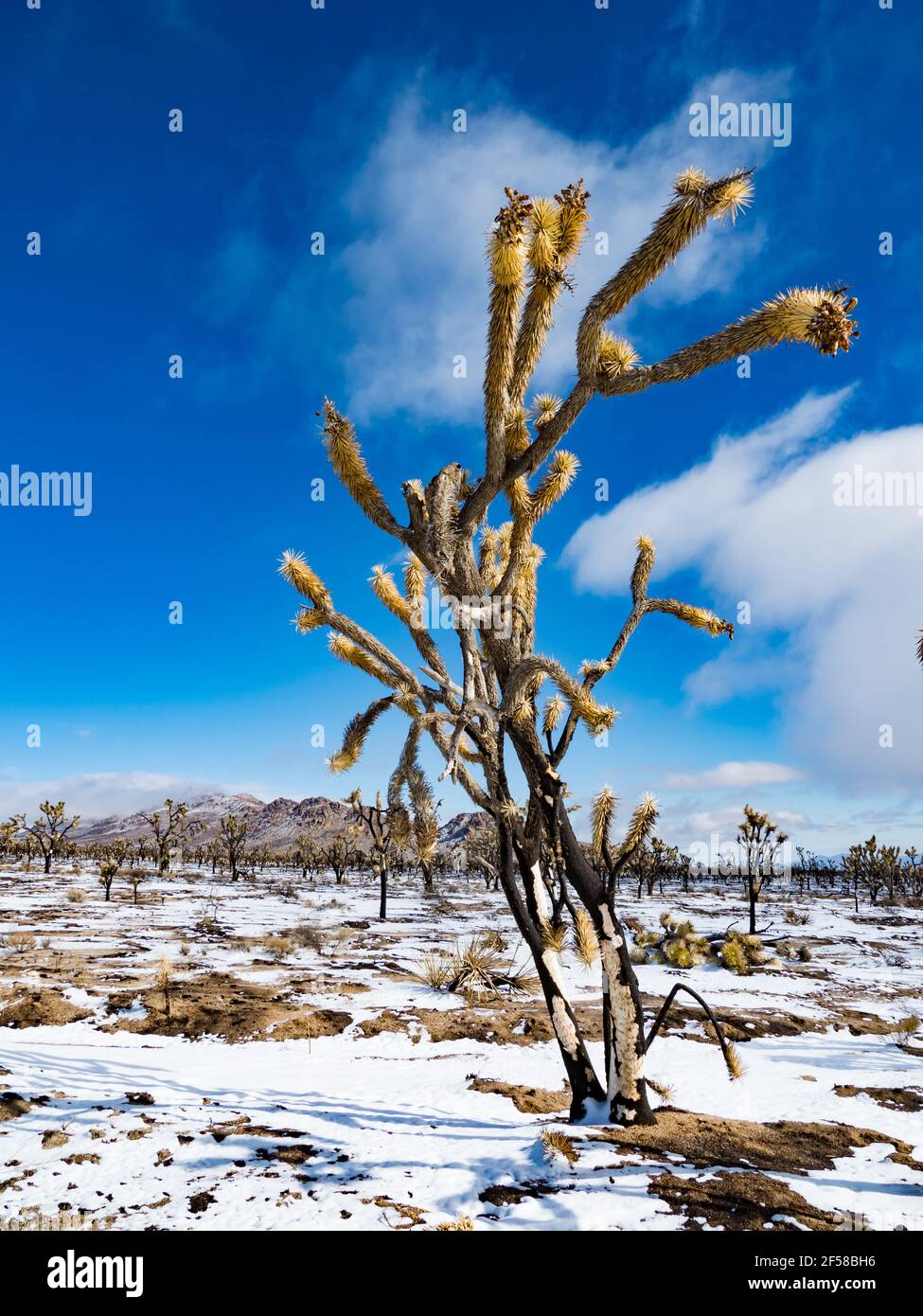 Spring snow storm on the burnt Joshua Trees of Cima Dome, Mojave ...