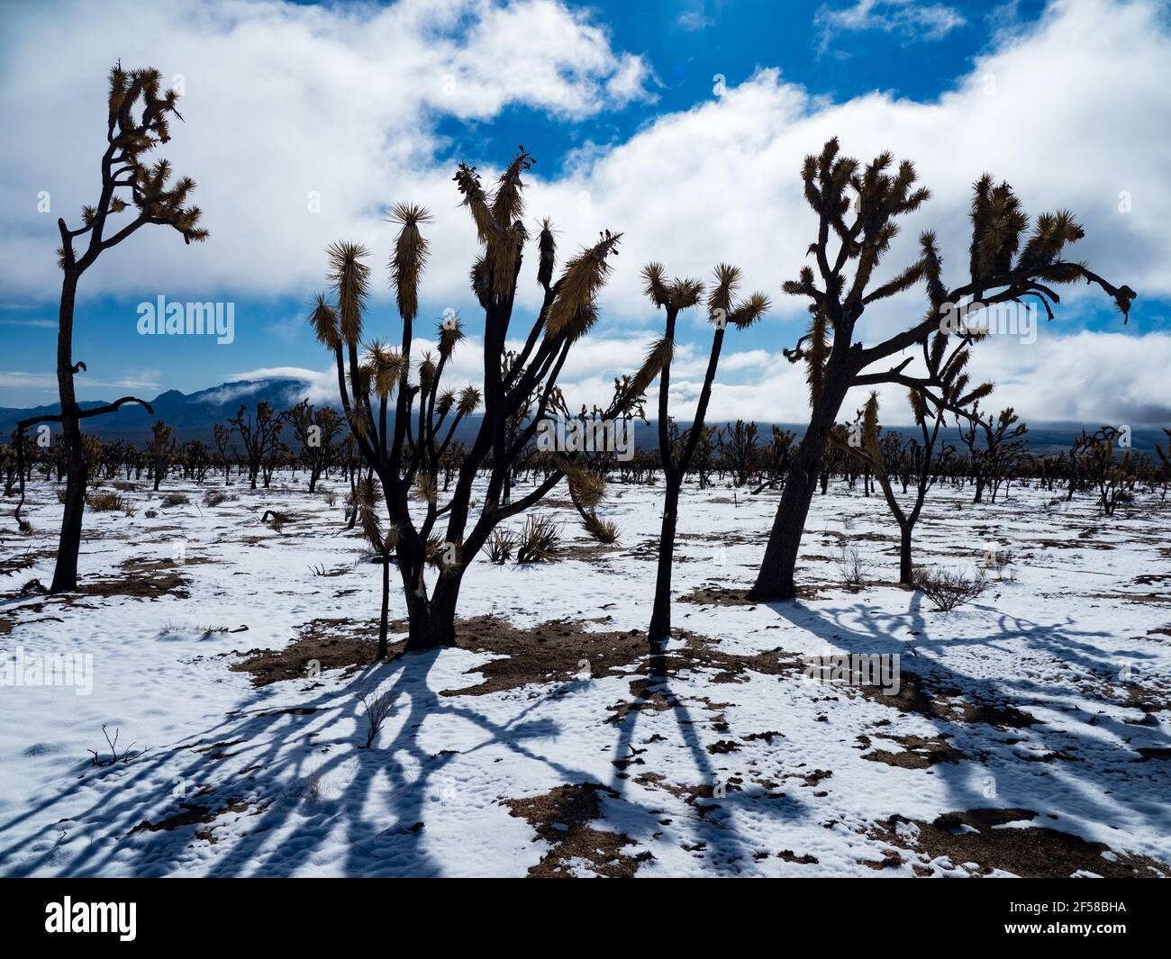 Spring snow storm on the burnt Joshua Trees of Cima Dome, Mojave ...