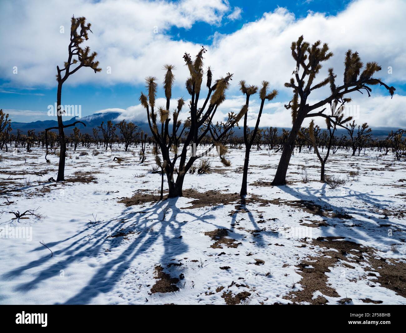Spring snow storm on the burnt Joshua Trees of Cima Dome, Mojave ...